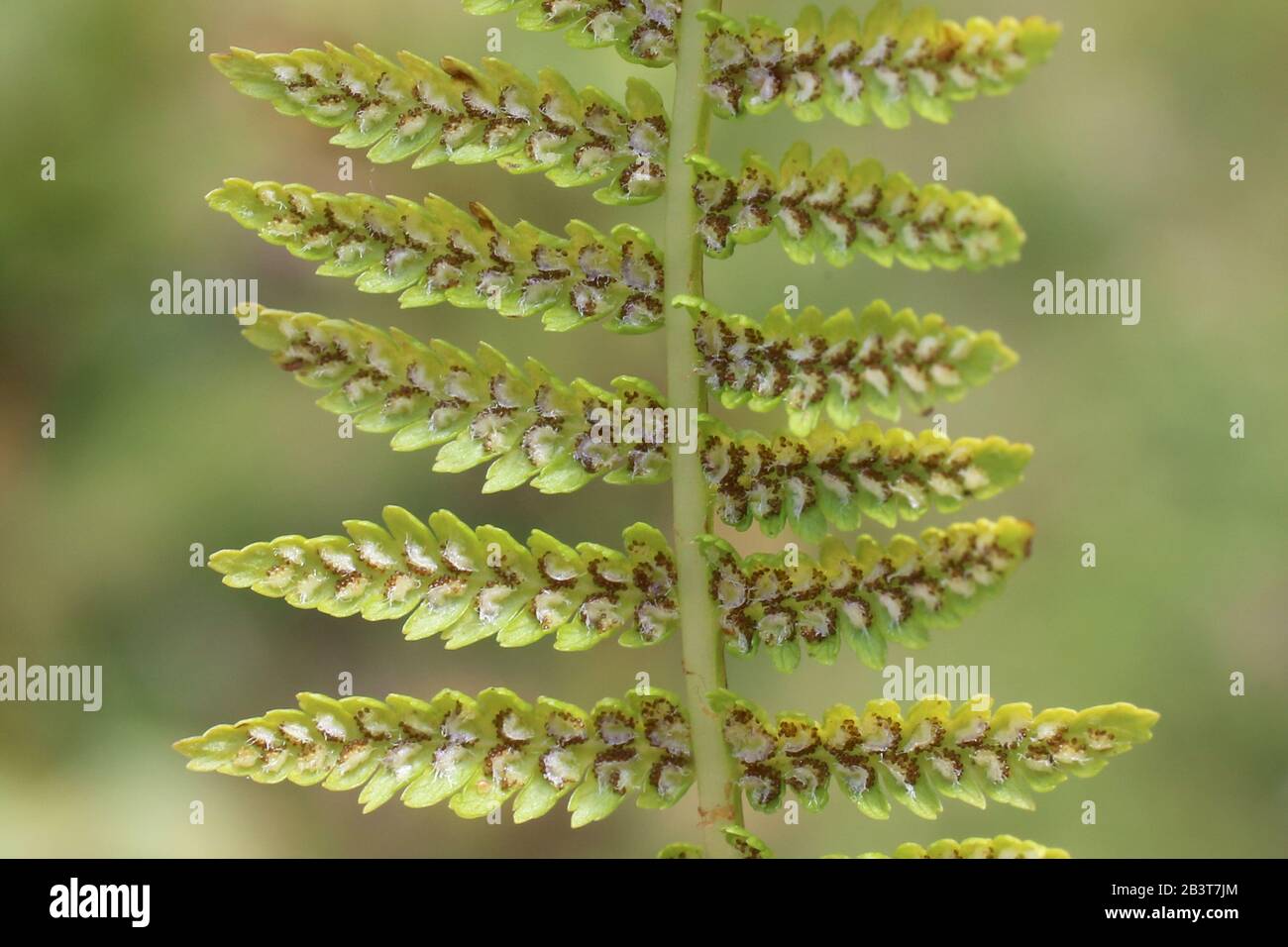 Athyrium filix femina hi-res stock photography and images - Alamy