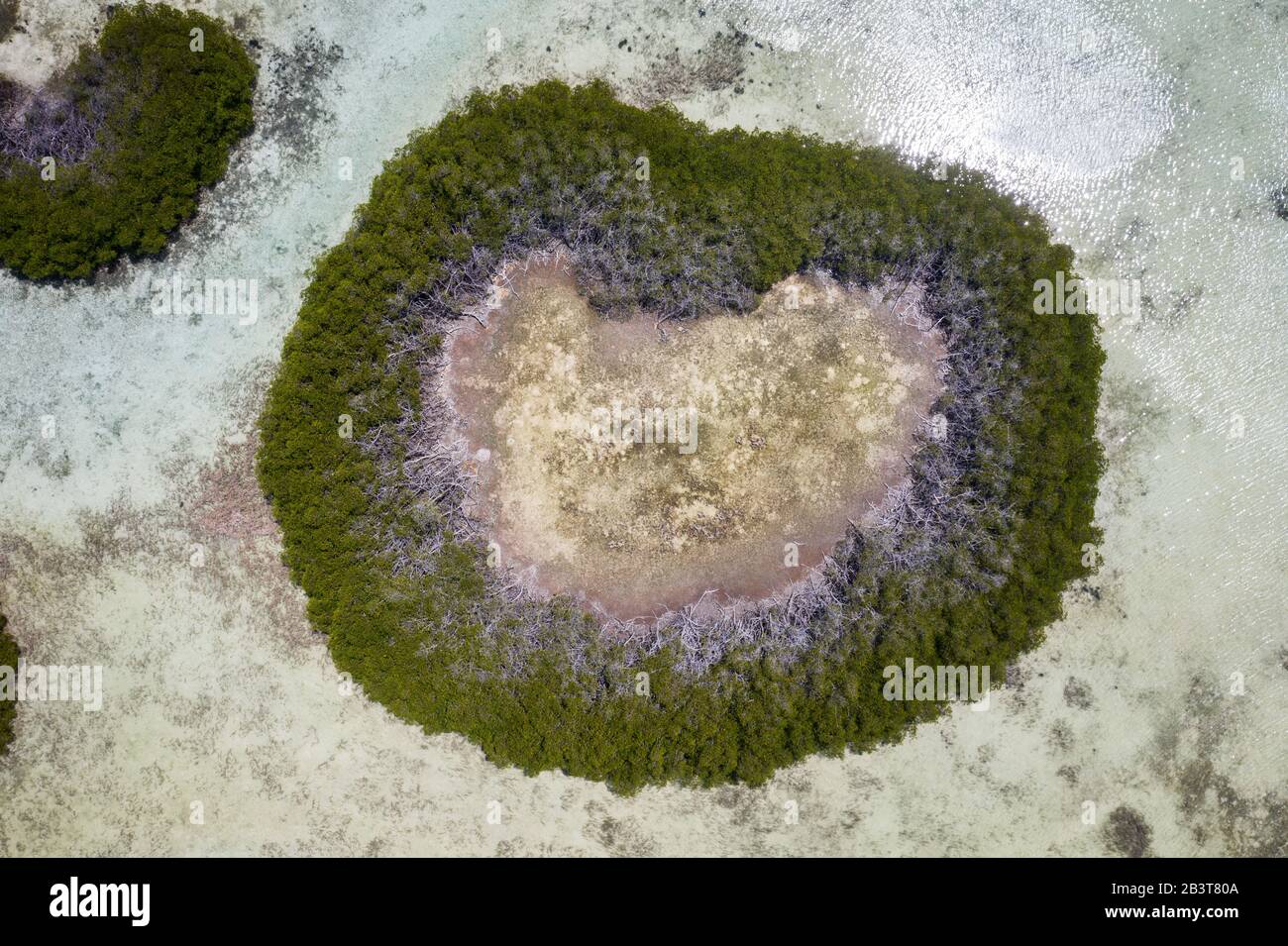 Rings of mangrove trees grow inside a remote island lagoon in the ...