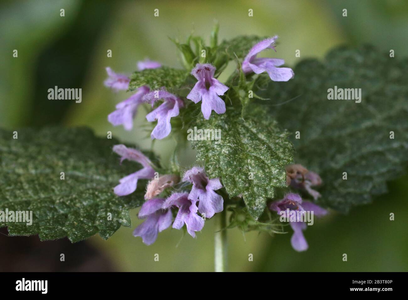 Ballota nigra subsp. nigra - Wild plant shot in summer Stock Photo - Alamy