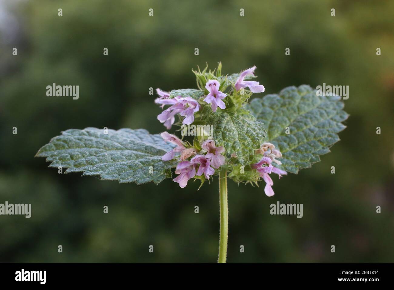 Ballota nigra subsp. nigra - Wild plant shot in summer Stock Photo - Alamy
