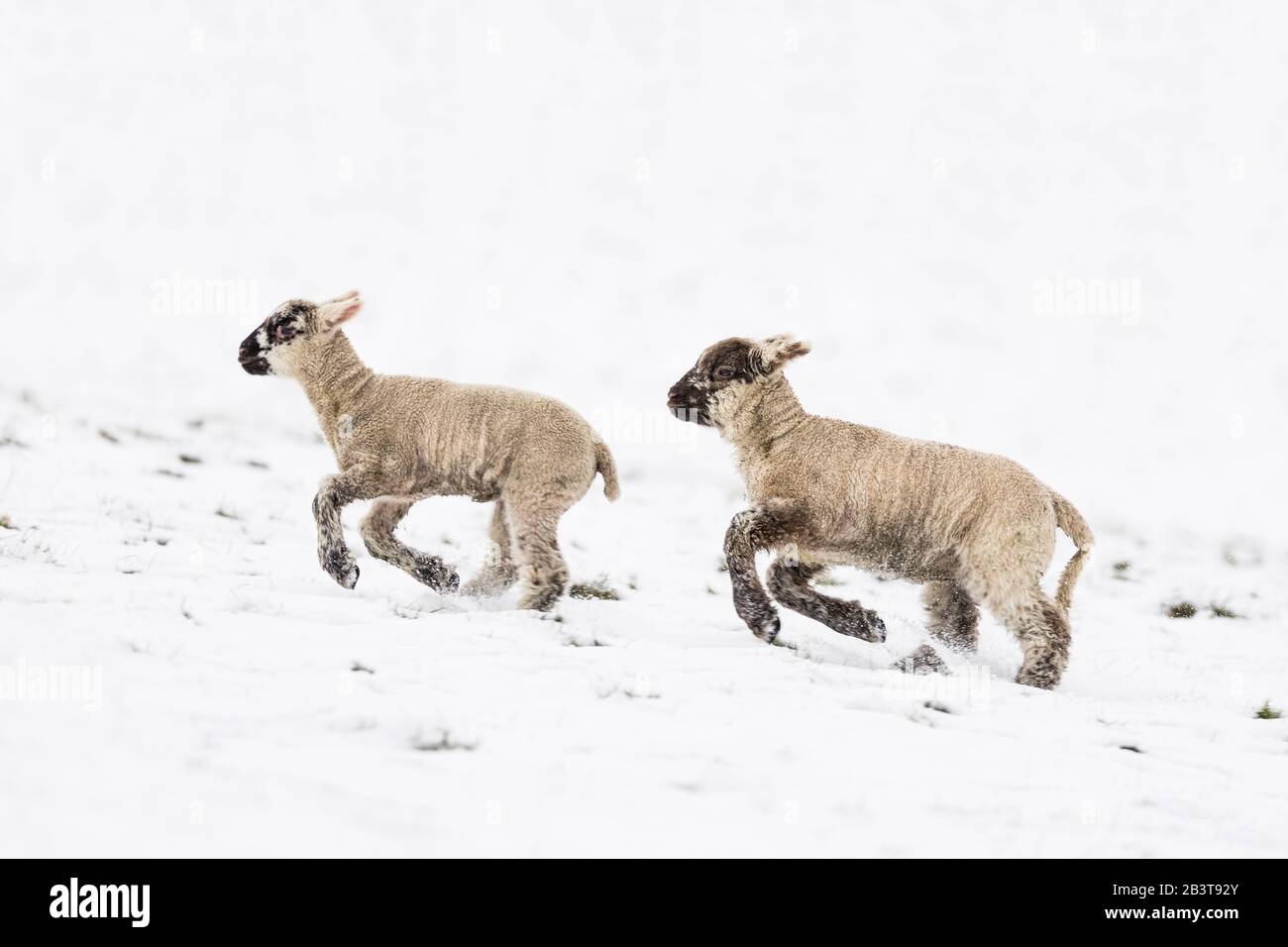 Lambs enjoying the snow, Dorset, England Stock Photo - Alamy
