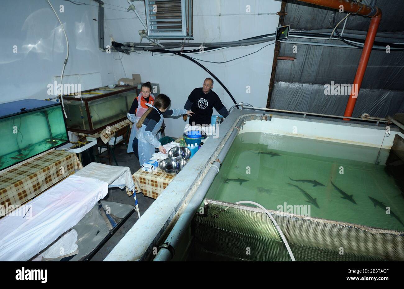 Women fish plant workers hi-res stock photography and images - Alamy