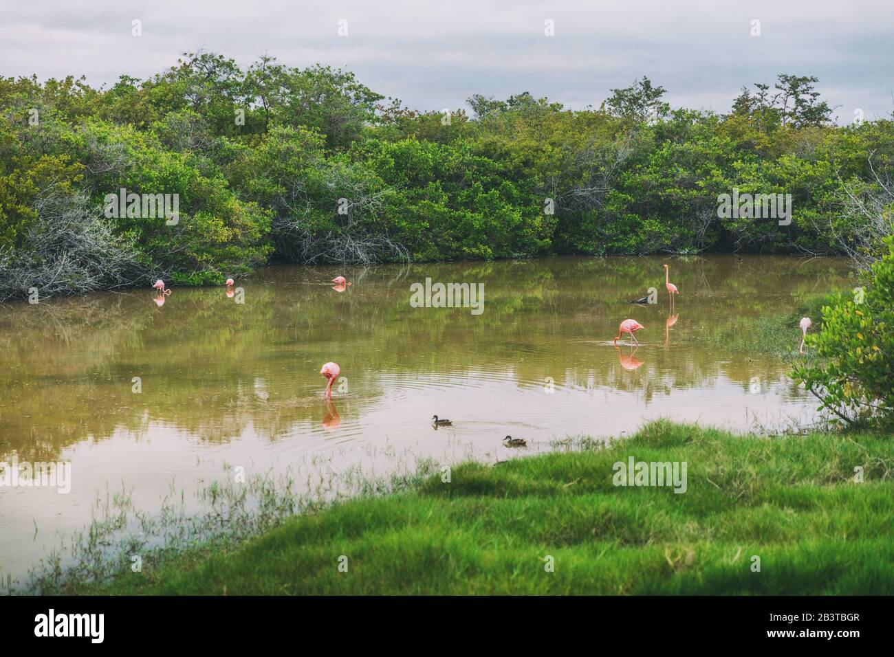 Walking in estuaries hi-res stock photography and images - Alamy
