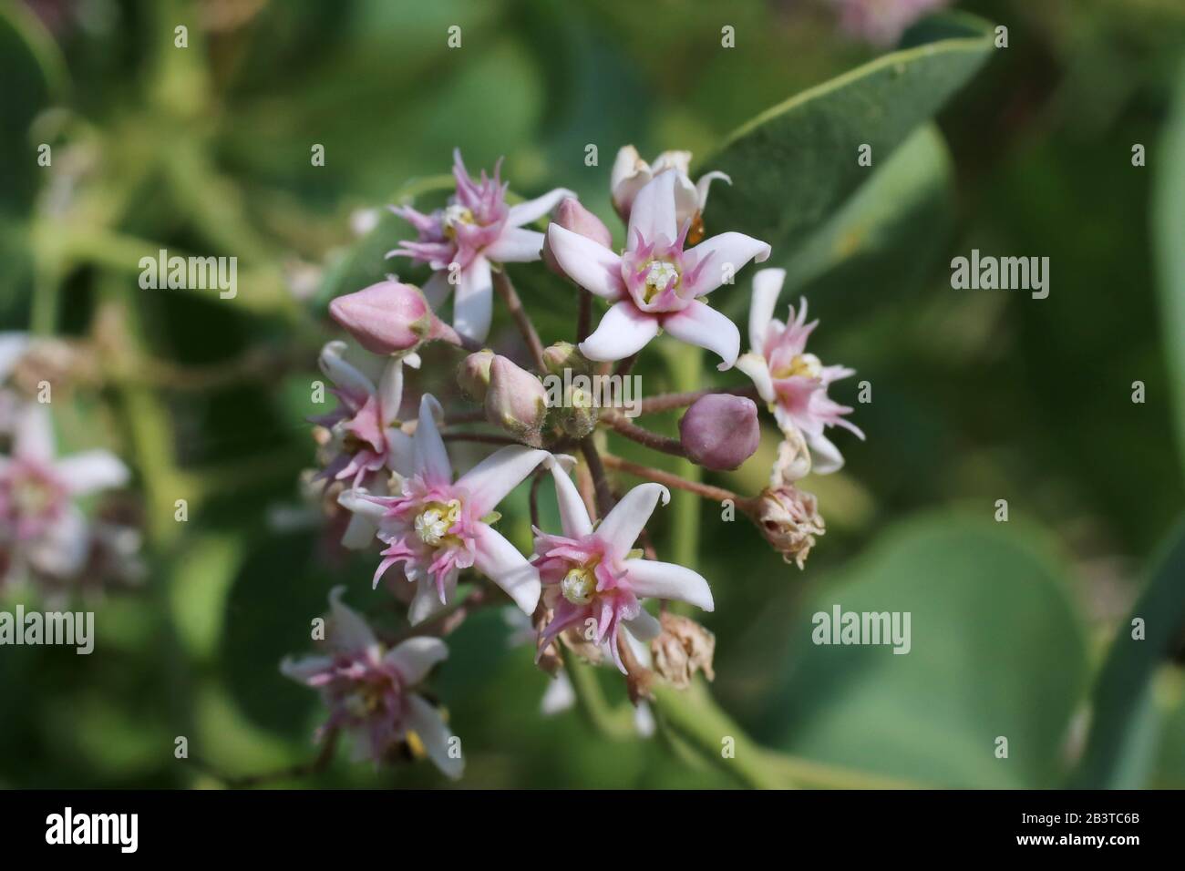 Cynanchum acutum hi-res stock photography and images - Alamy