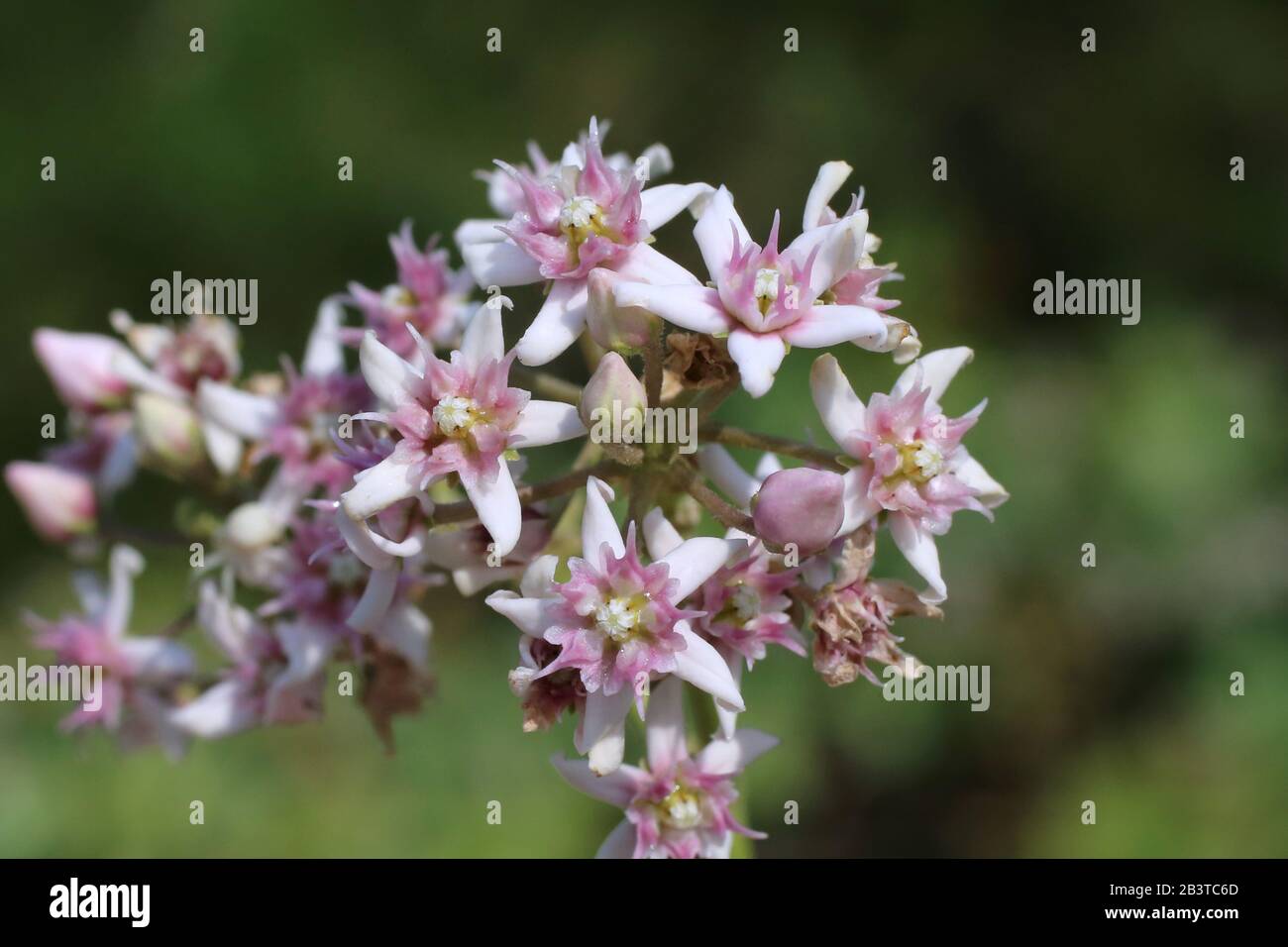 Cynanchum hi-res stock photography and images - Alamy