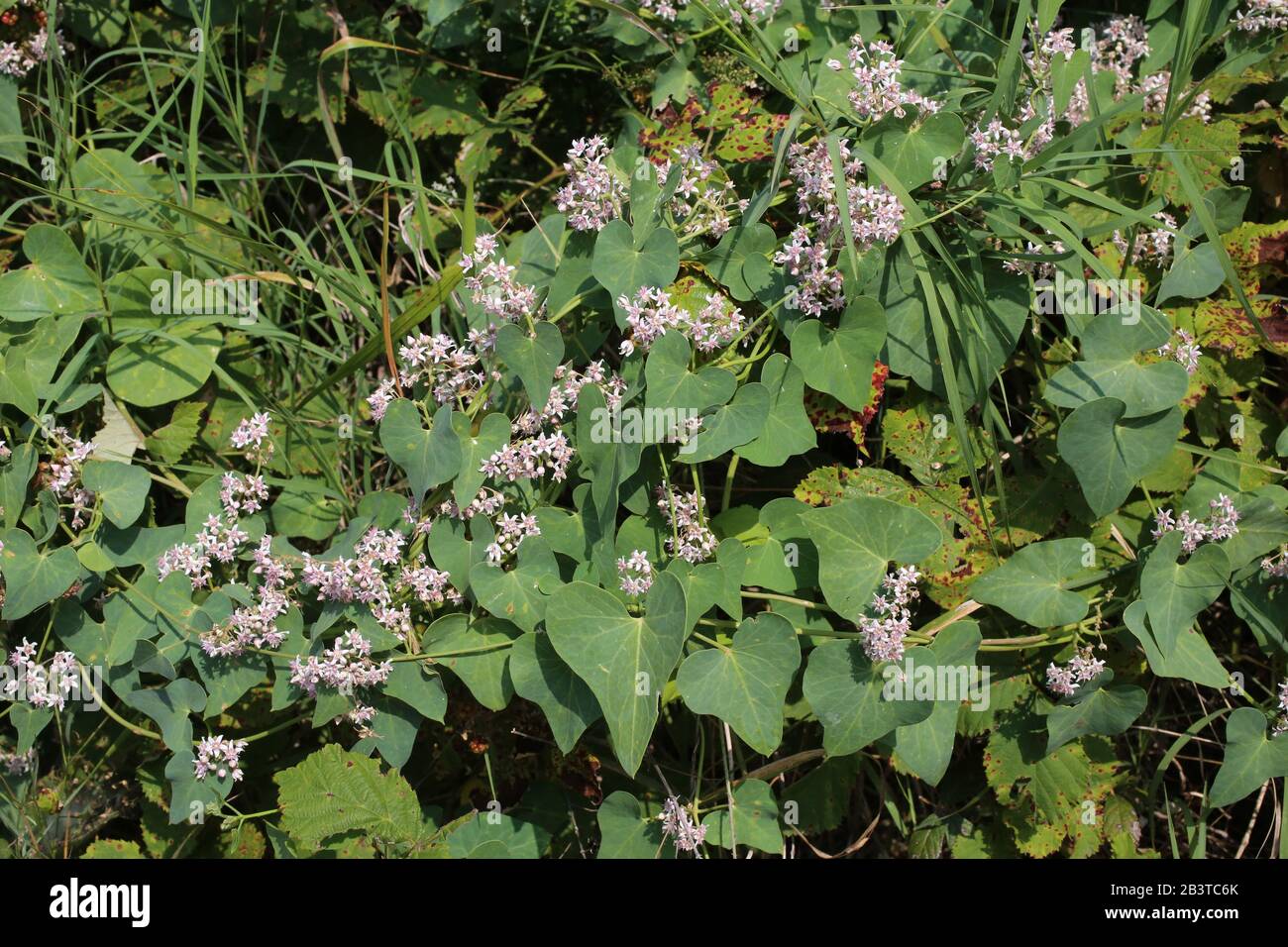 Cynanchum acutum - Wild plant shot in summer Stock Photo - Alamy
