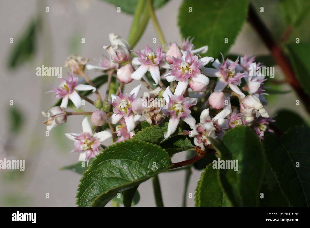 Cynanchum hi-res stock photography and images - Alamy