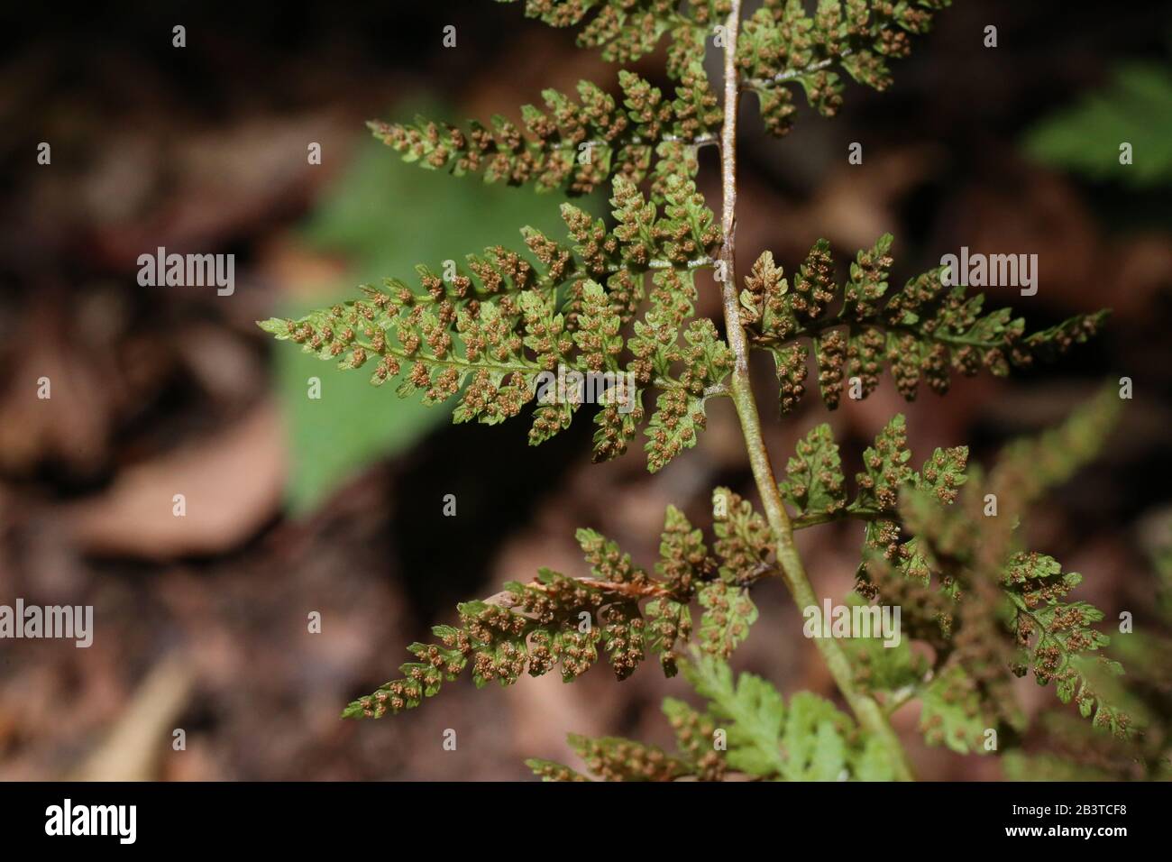 Plant cystopteris fragilis hi-res stock photography and images - Alamy