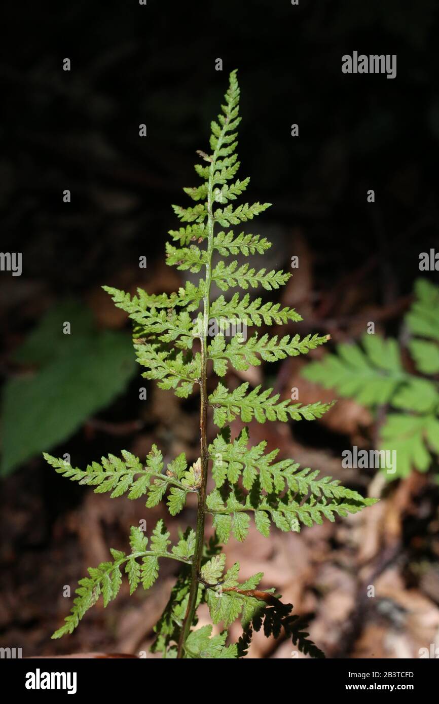 Cystopteris fragilis hi-res stock photography and images - Alamy