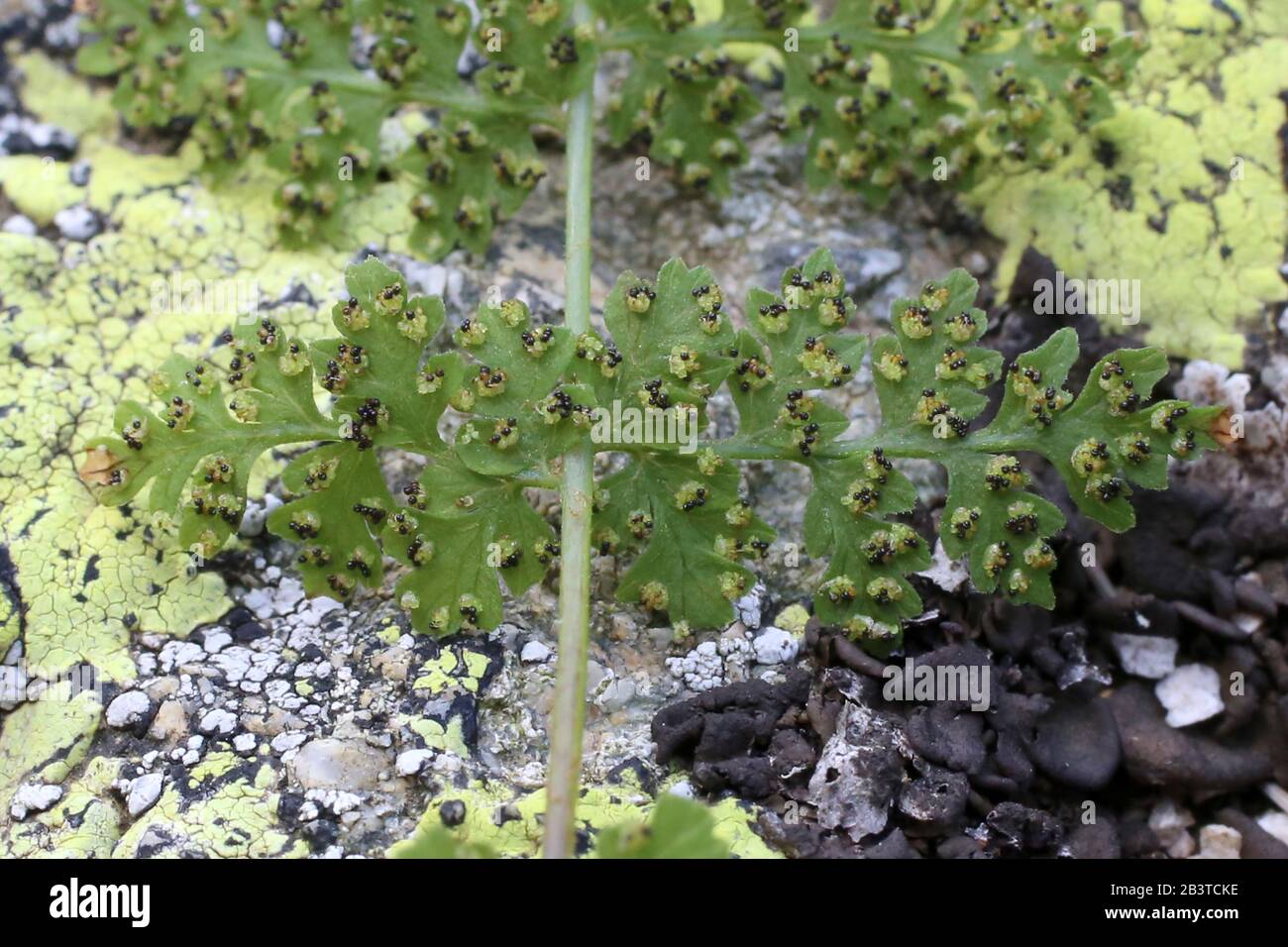 Cystopteris Fragilis High Resolution Stock Photography and Images - Alamy