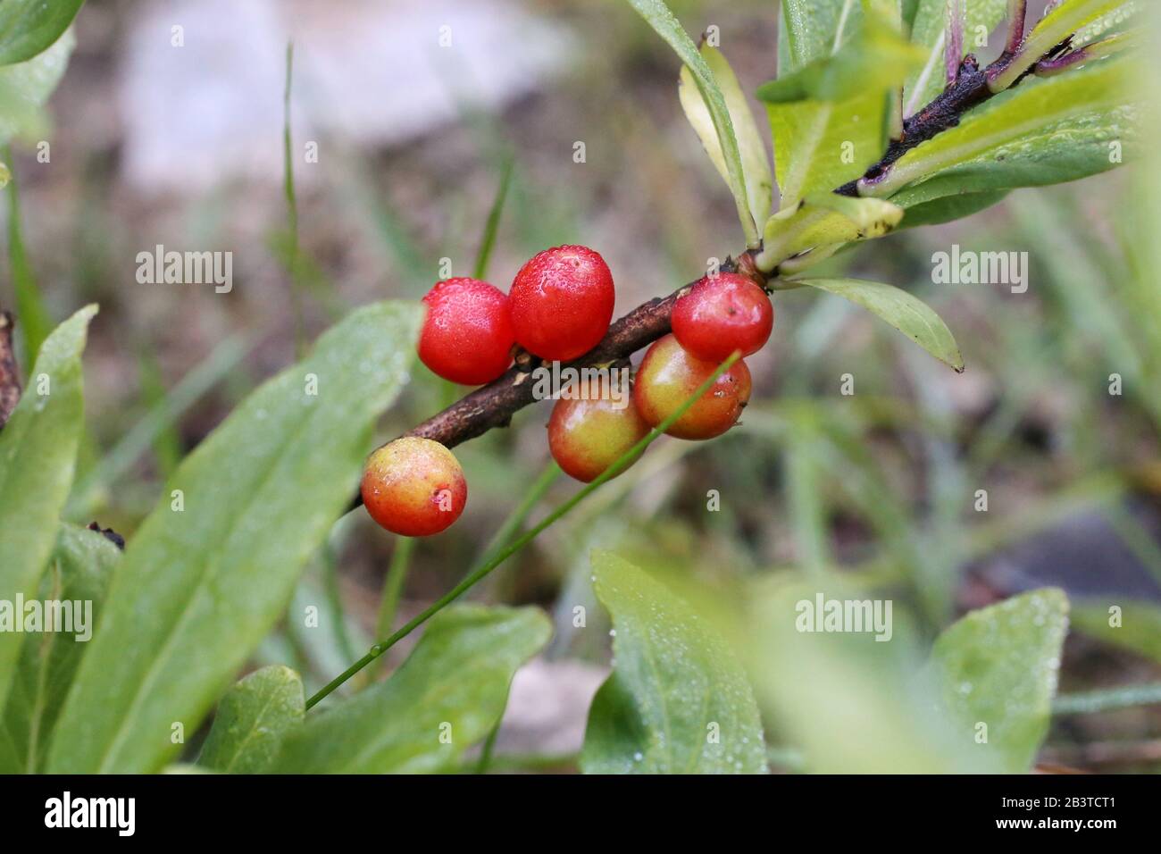 Daphne plants hi-res stock photography and images - Alamy