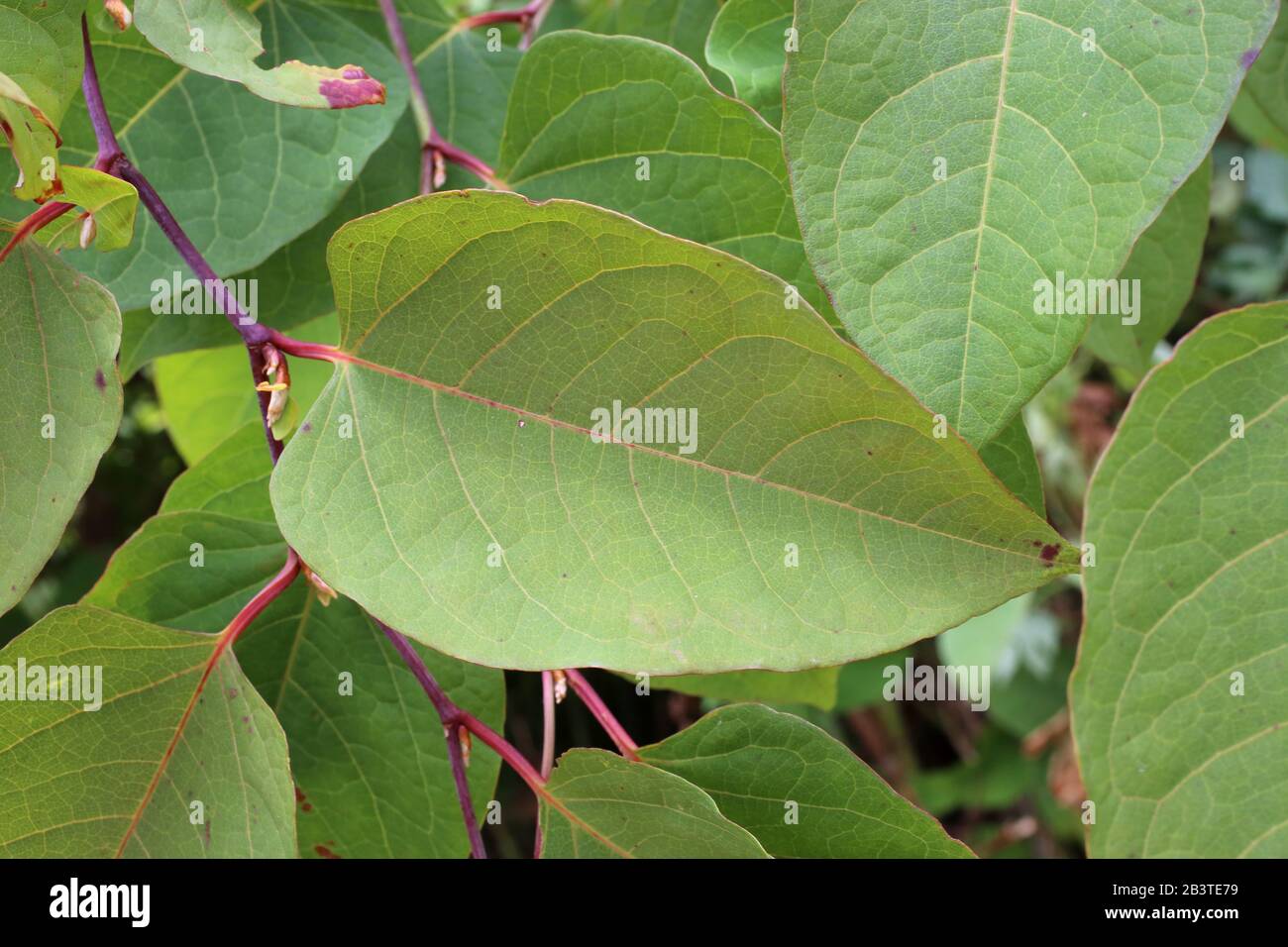 Fallopia bohemica (Reynoutria japonica) - Wild plant shot in summer ...
