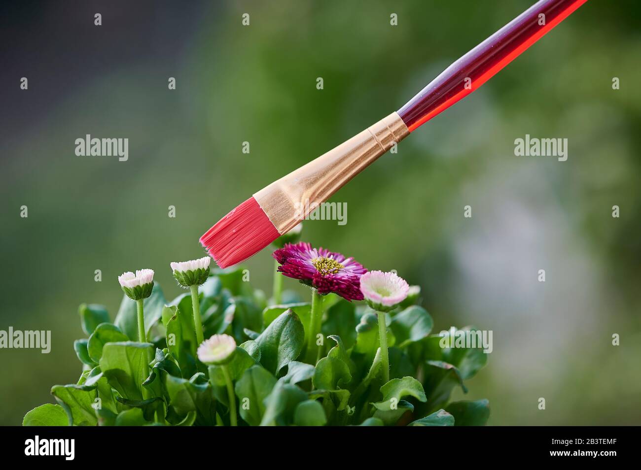 Purple and white daisies in the sunshine. A colored brush symbolizes ...