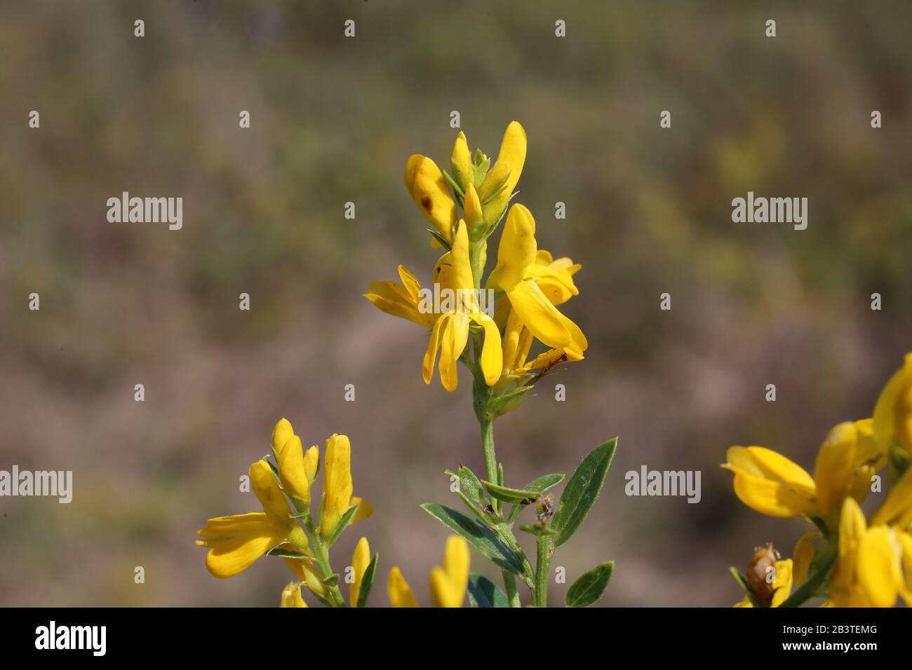 Genista tinctoria - Wild plant shot in summer Stock Photo - Alamy