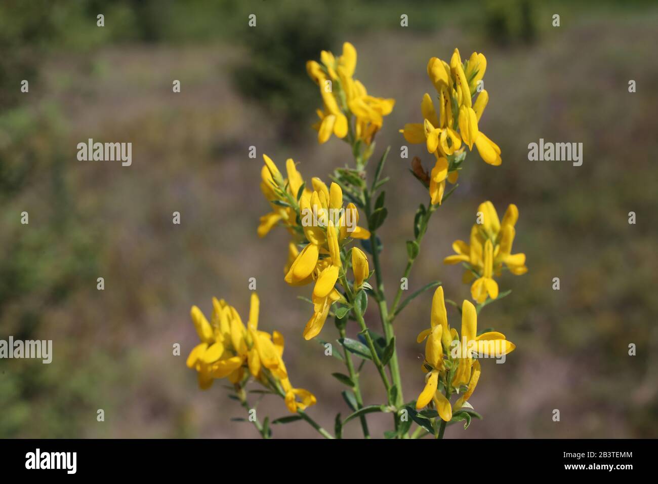 Genista tinctoria - Wild plant shot in summer Stock Photo - Alamy