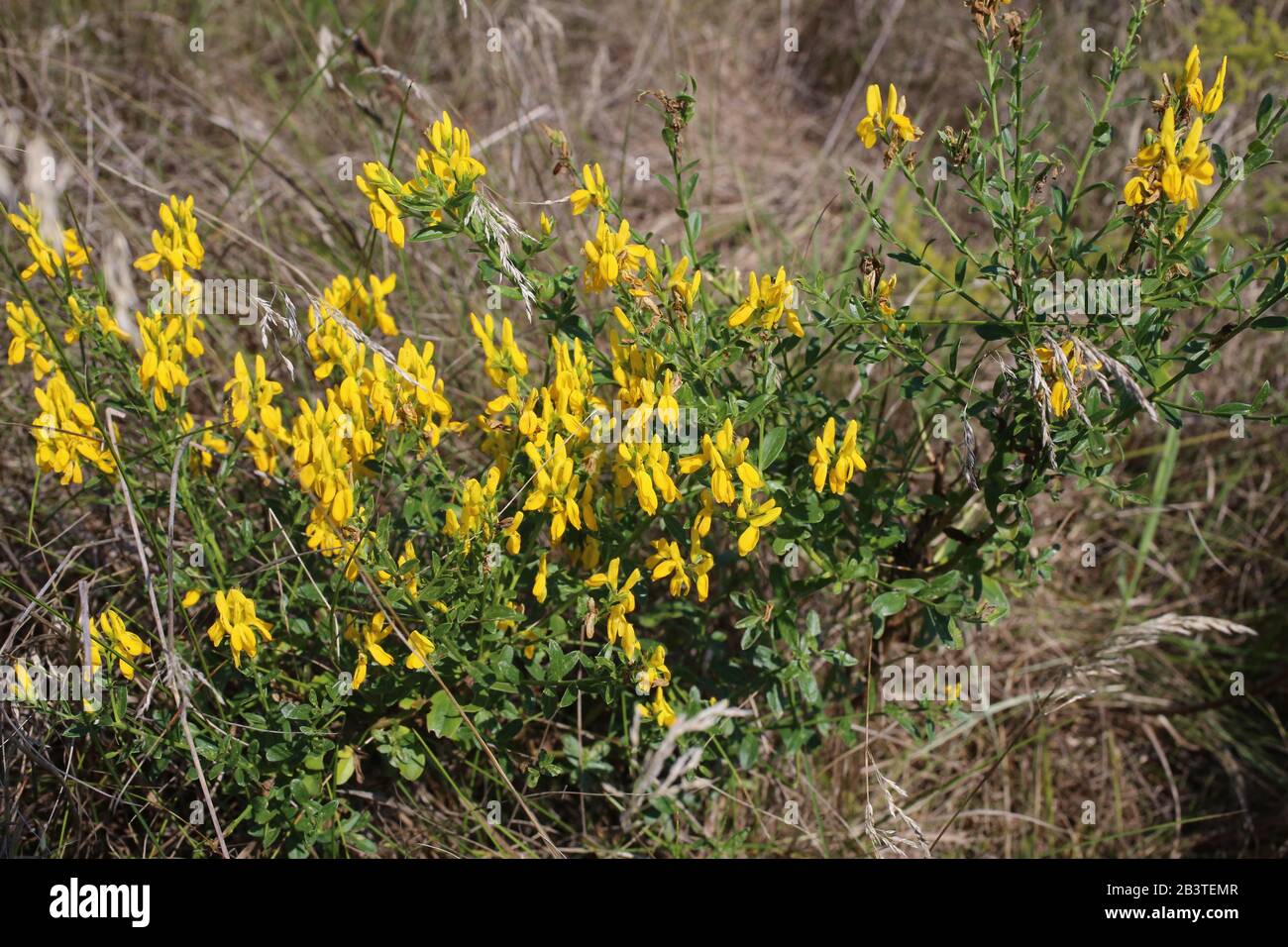 Genista tinctoria - Wild plant shot in summer Stock Photo - Alamy