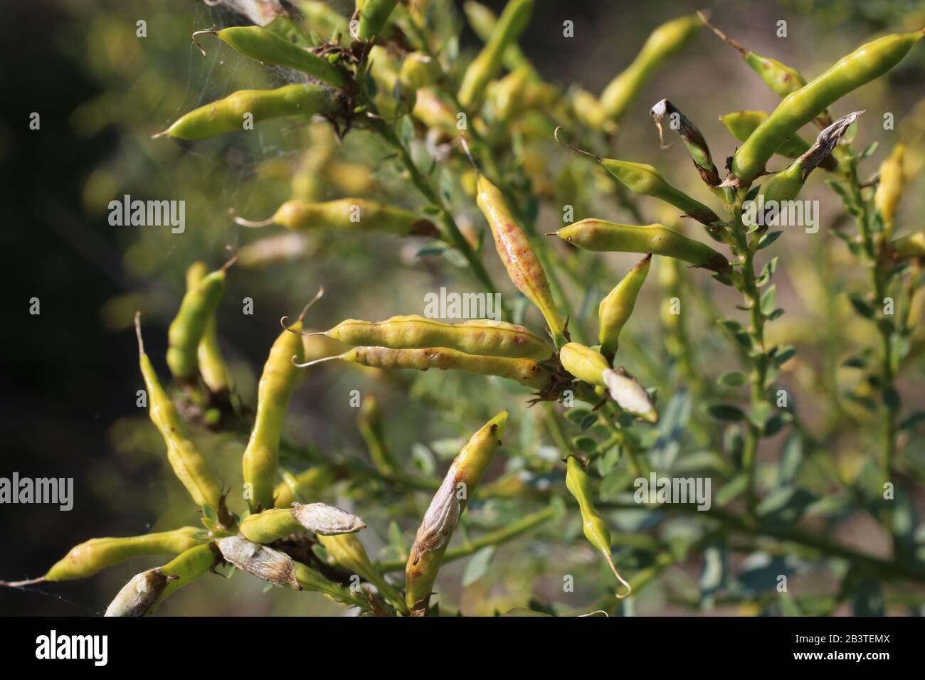 Genista Plant High Resolution Stock Photography and Images - Alamy
