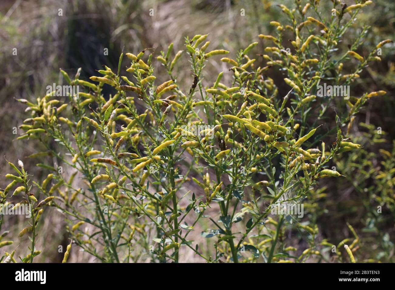 Genista tinctoria - Wild plant shot in summer Stock Photo - Alamy