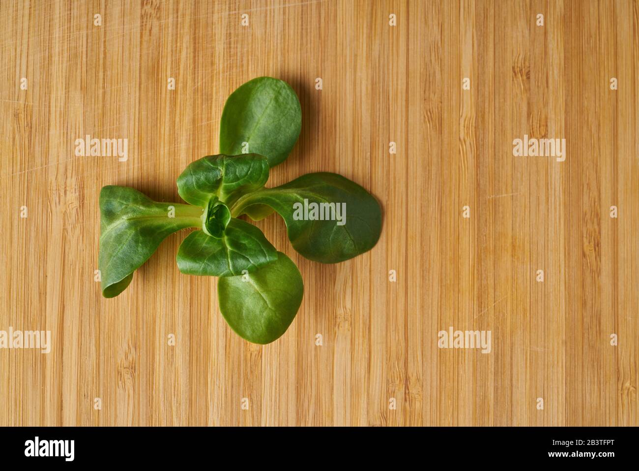 Round soft cheese, with a section cut Stock Photo - Alamy