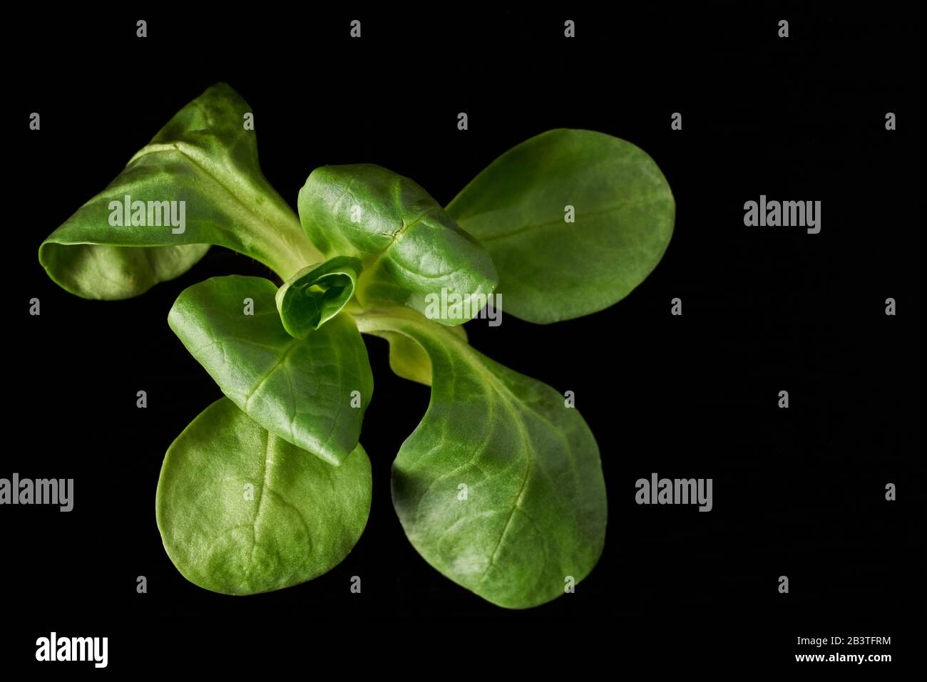 Round soft cheese, with a section cut Stock Photo - Alamy