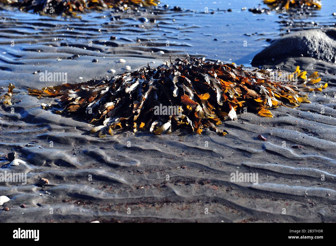 Bladderwrack in the sand at low tide. Ripples from waves in the sand ...