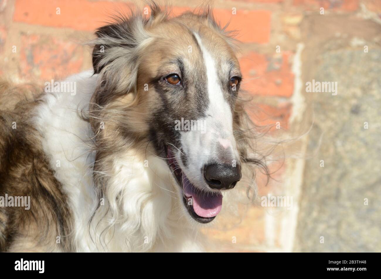 Face portrait of a black-masked borzoi dog Stock Photo - Alamy