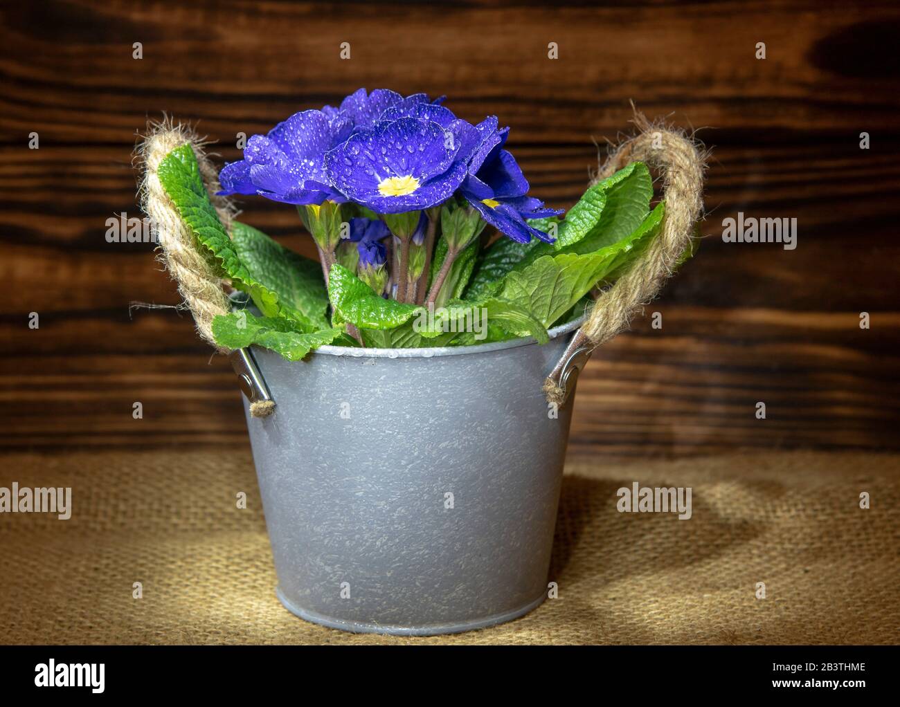A bright blue primrose in a gray bucket on a matting. The photo was ...