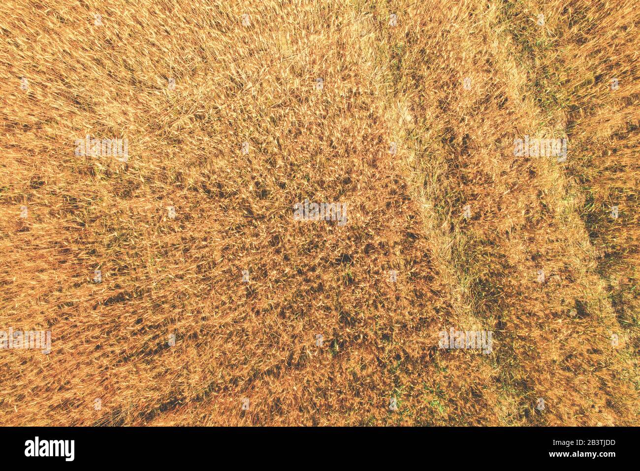 Aerial top view of the golden wheat field. Rural nature background ...
