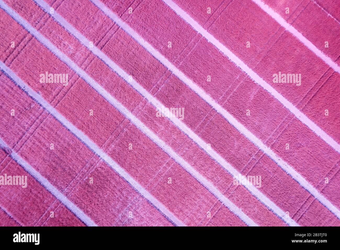 Aerial top view of the colorful geometric wheat field. Rural nature ...