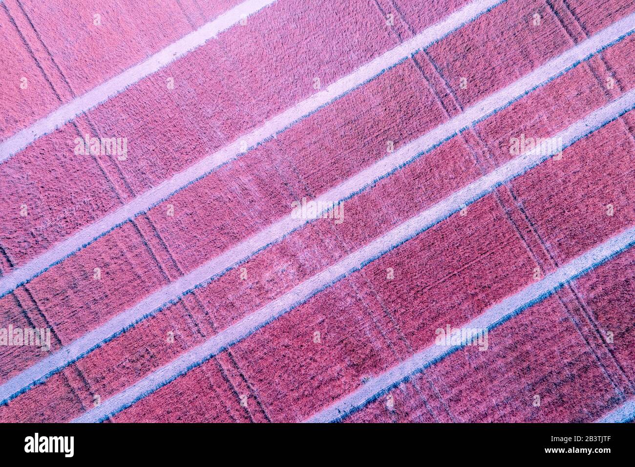 Aerial top view of the colorful geometric wheat field. Rural nature ...