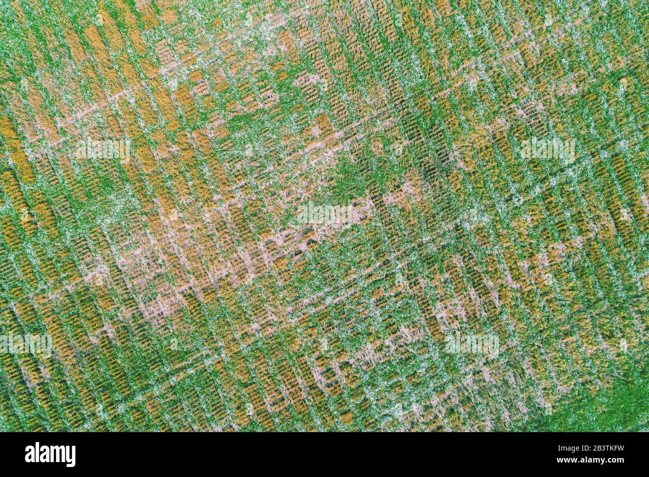 Aerial top view of the colorful geometric wheat field. Rural nature ...