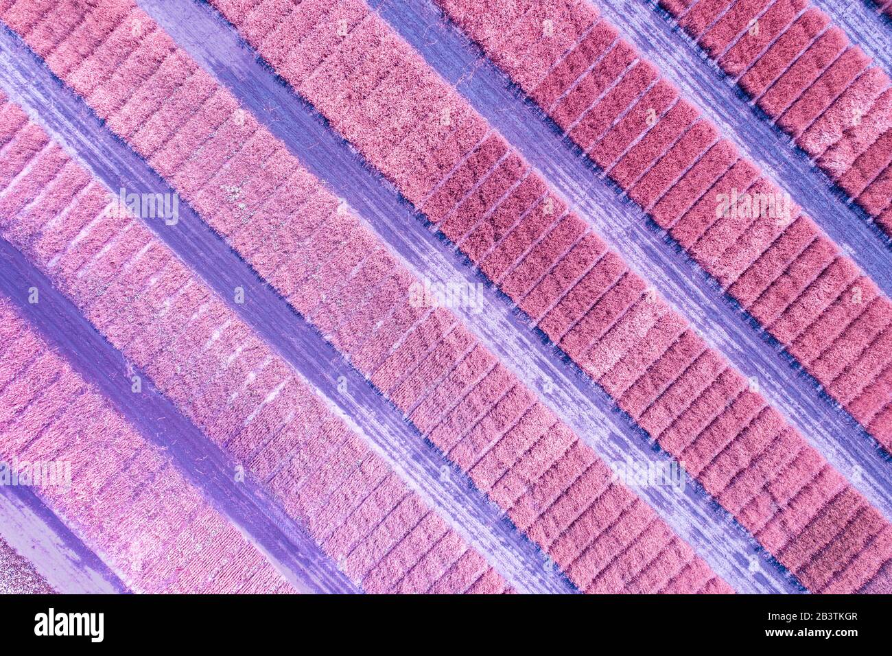 Aerial top view of the colorful geometric wheat field. Rural nature ...