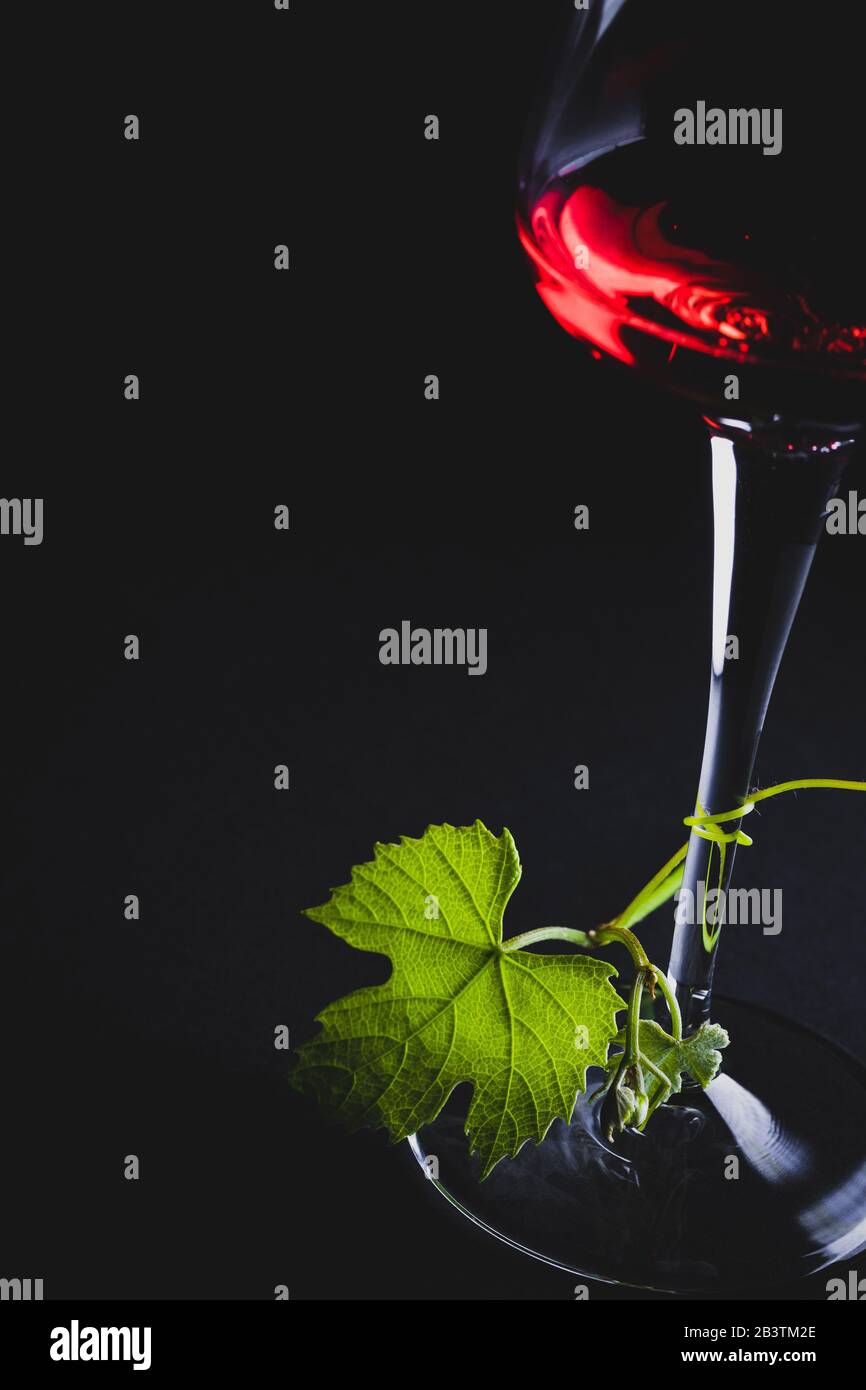Vine shoot hi-res stock photography and images - Alamy