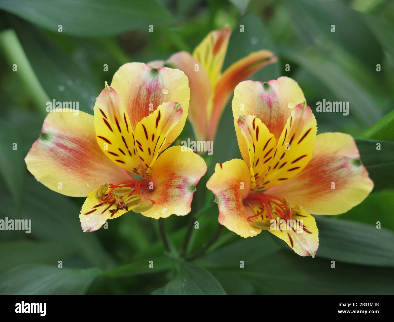 Close-up of two open flowers of the exotic alstromeria; yellow petals ...