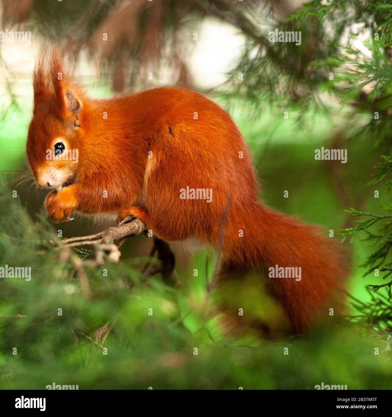 Red squirrel portrait Stock Photo - Alamy