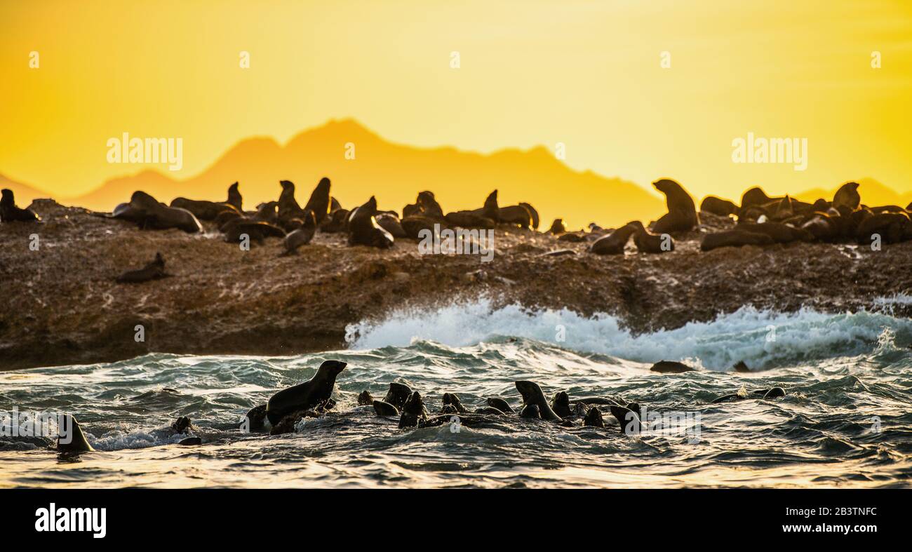 Seascape in the morning. The colony of seals on the rocky island. Big ...