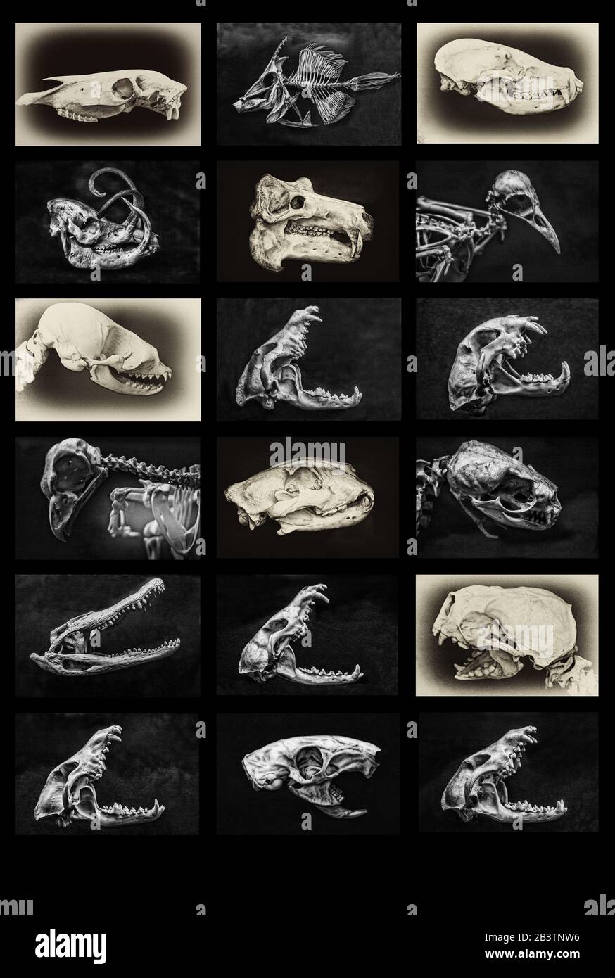 Pictures skull animals hi-res stock photography and images - Alamy