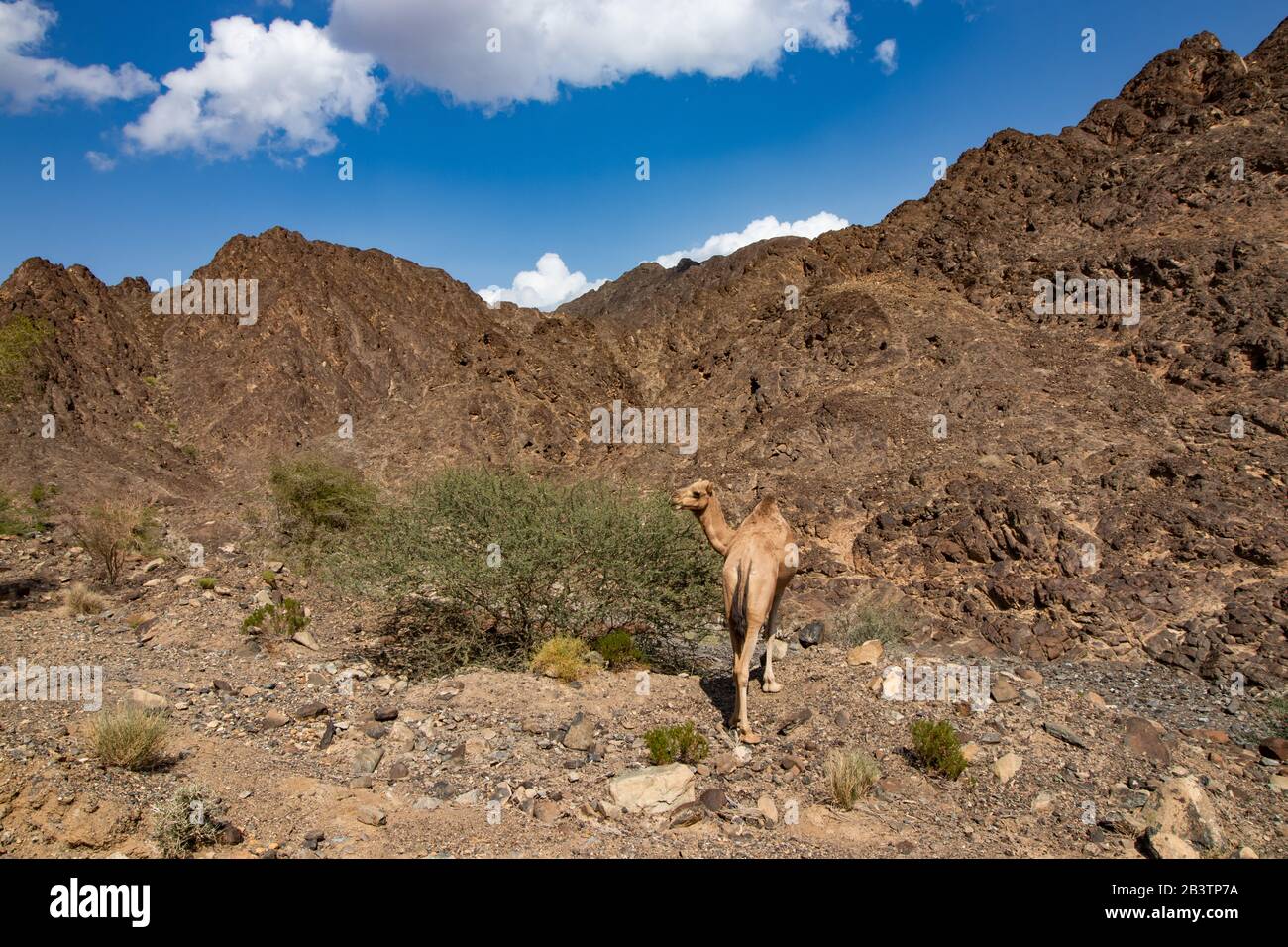 Camel at road trough mountains of Wadi Al Khabbah near Ibra in Oman ...