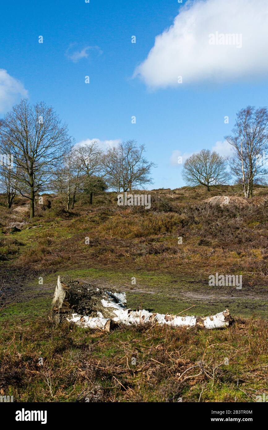 The cut down trunk of a silver birch tree (Betula pendula) on the ...