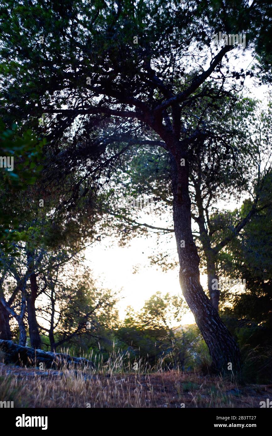 Sunset through the trees Stock Photo - Alamy