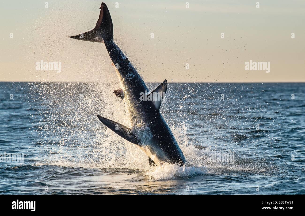 Great white shark breaching hi-res stock photography and images - Alamy