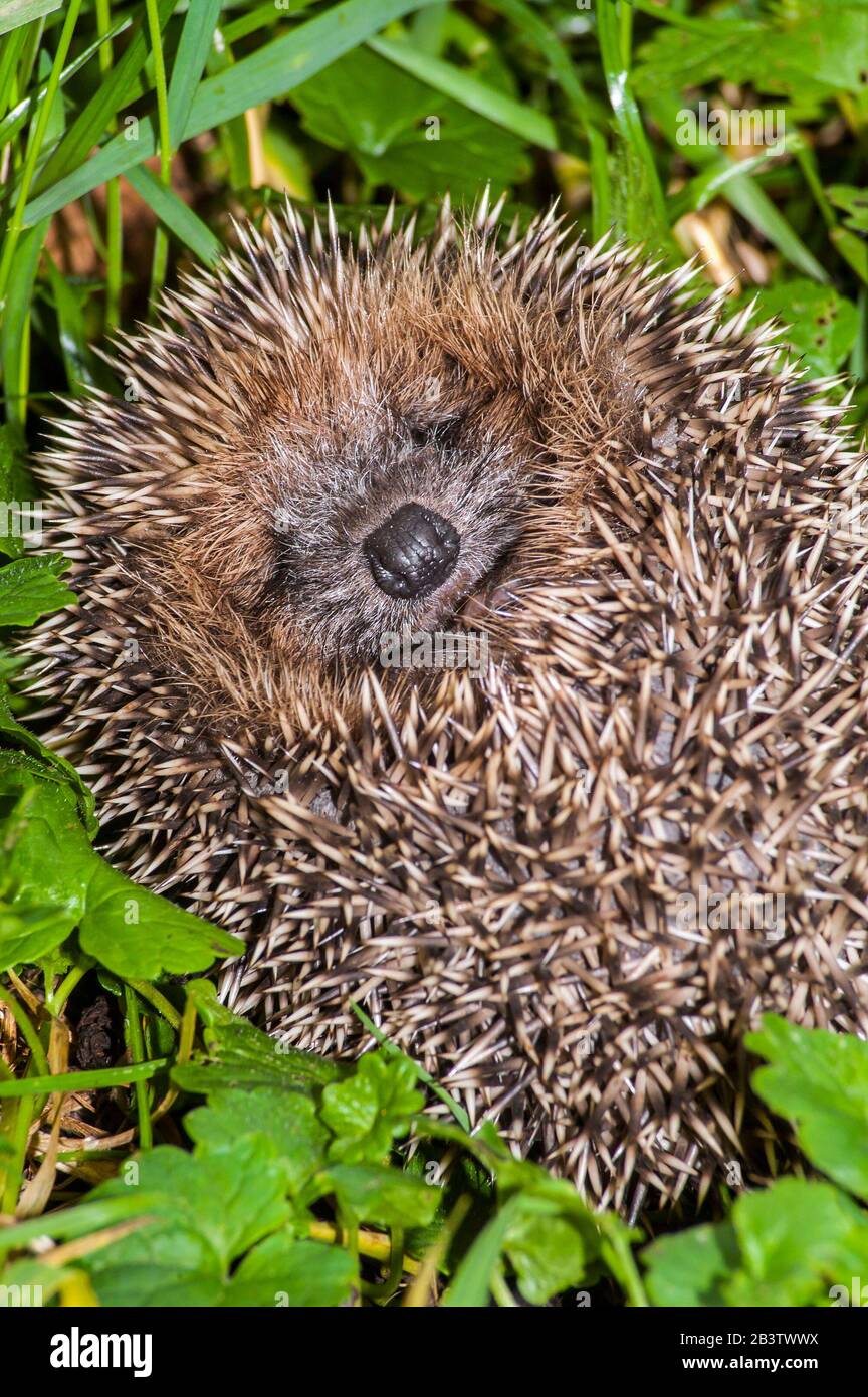 Curled Up Hedgehog High Resolution Stock Photography and Images - Alamy