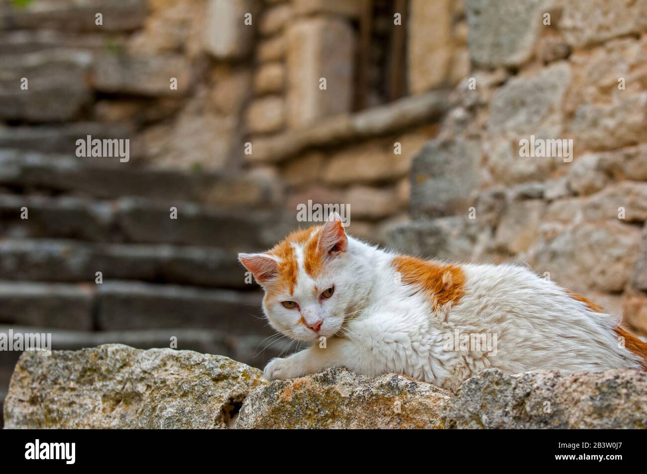 Domestic cat (Felis catus) resting outdoors in alley of old village in ...