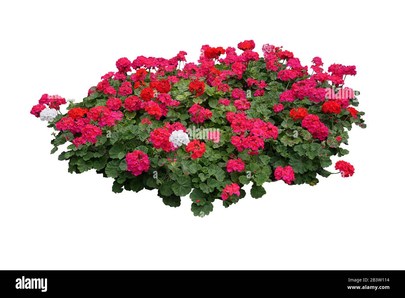 flower bush isolated on white background Stock Photo - Alamy