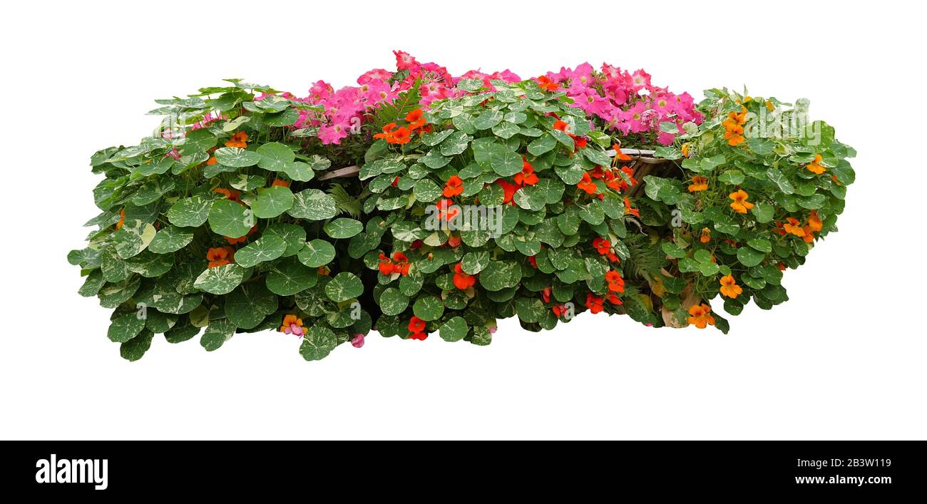 flower bush isolated on white background Stock Photo - Alamy