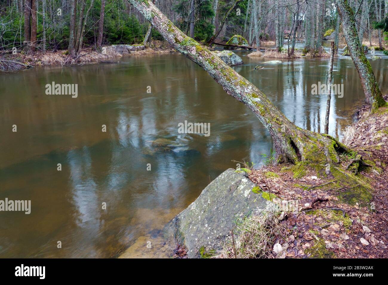 river in a nature reserve Stock Photo - Alamy