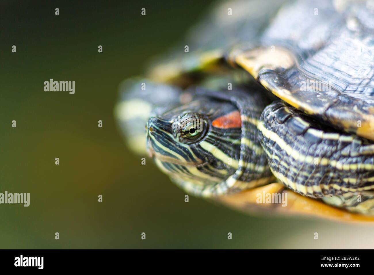 Red Eared Terrapin - Trachemys scripta elegans. Red eared slider turtle ...