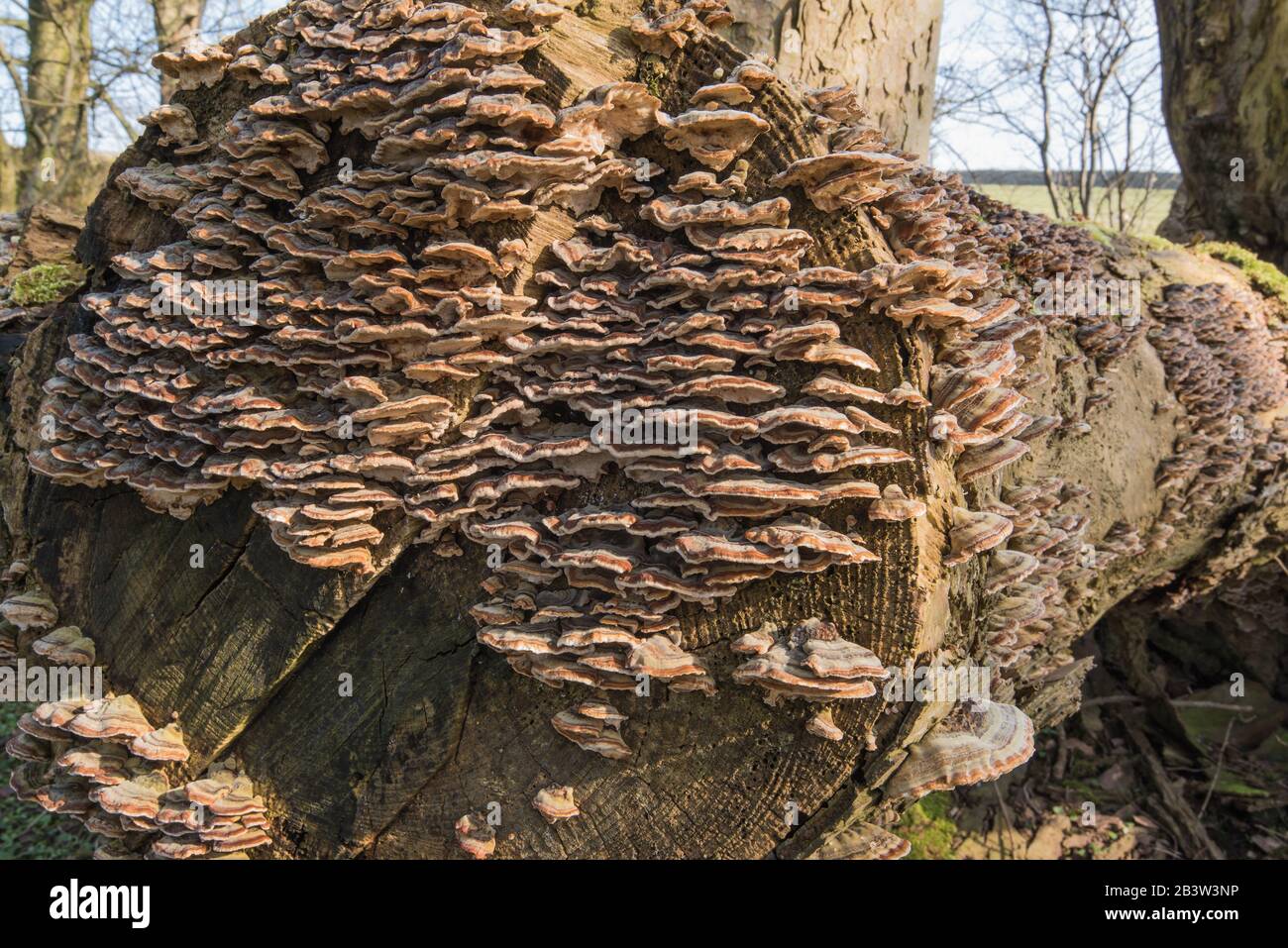 Tree fungi on dead wood Stock Photo - Alamy