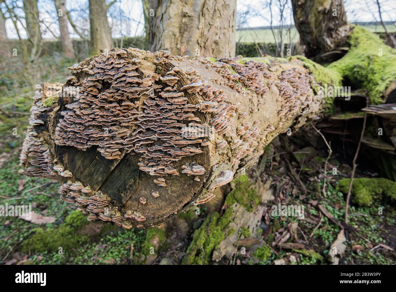 Tree fungi on dead wood Stock Photo - Alamy