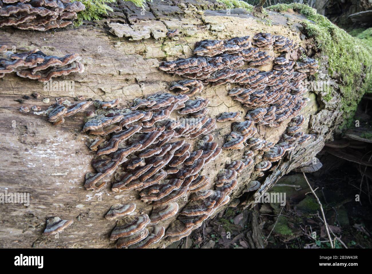 Tree fungi on dead wood Stock Photo - Alamy